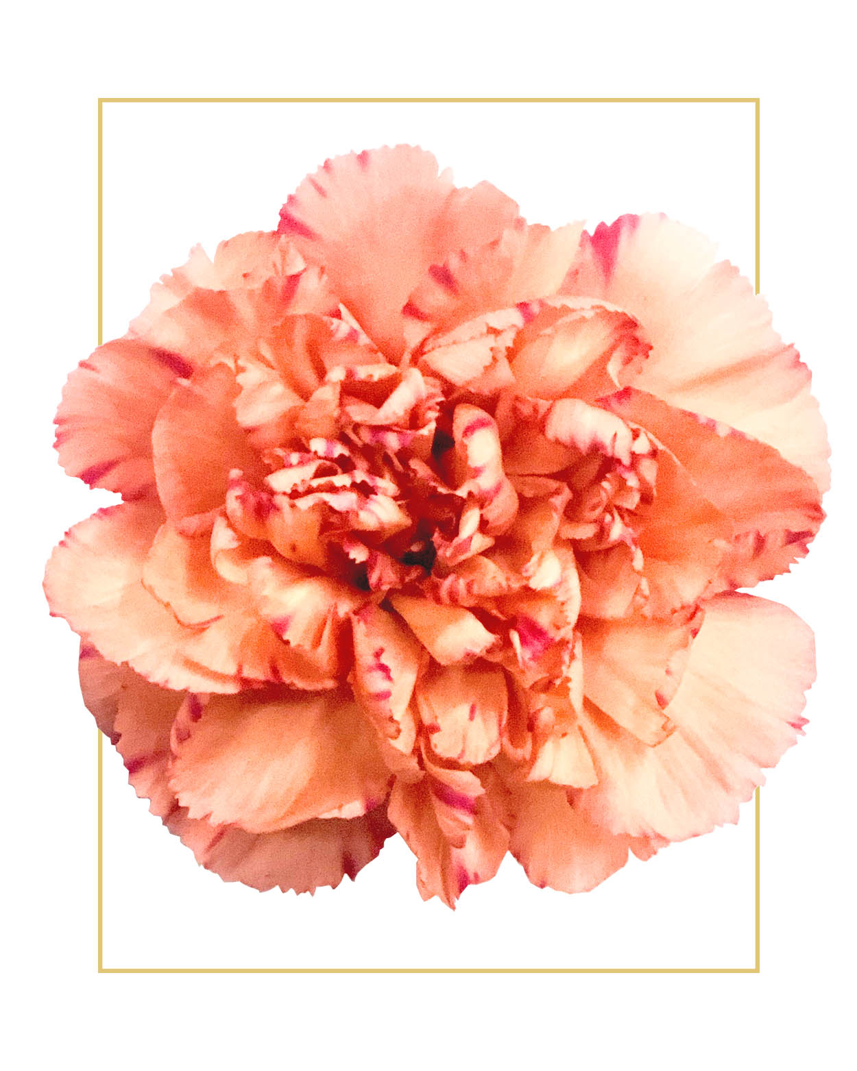 Carnations – Teucali
